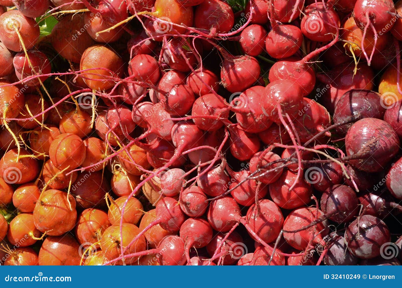 Red & Golden Beets stock image. Image of beet, roots - 32410249