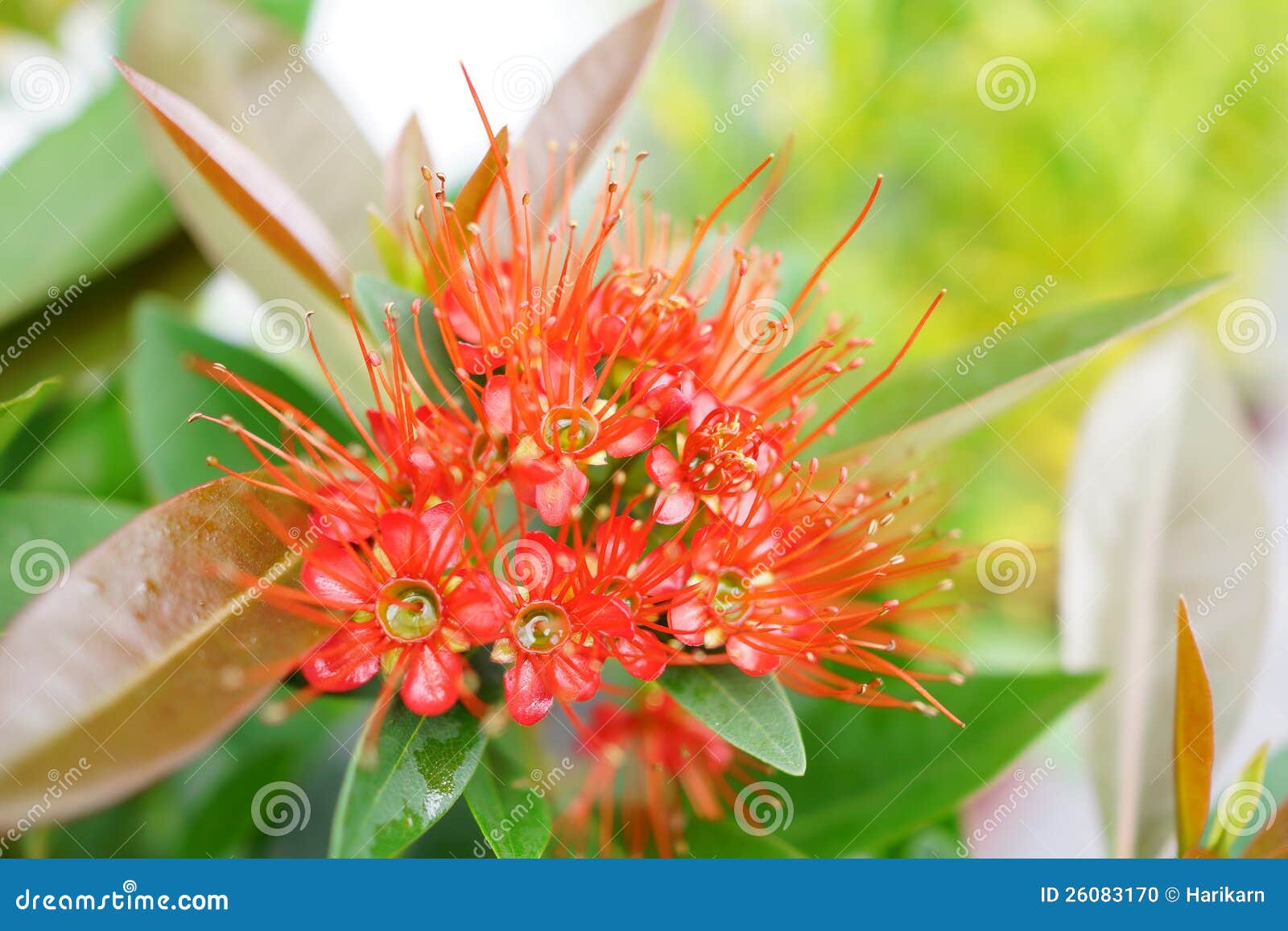Red Golden Penda flower stock photo. Image of chrysanthus - 26083170