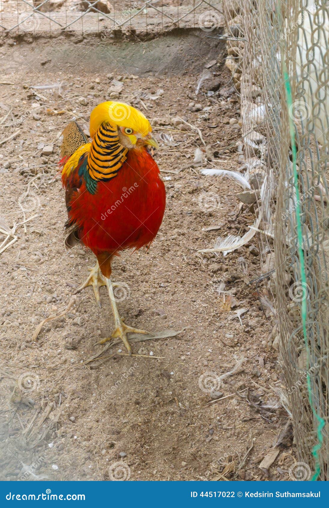 Red golden pheasant stock photo. Image of exotic, colored - 44517022