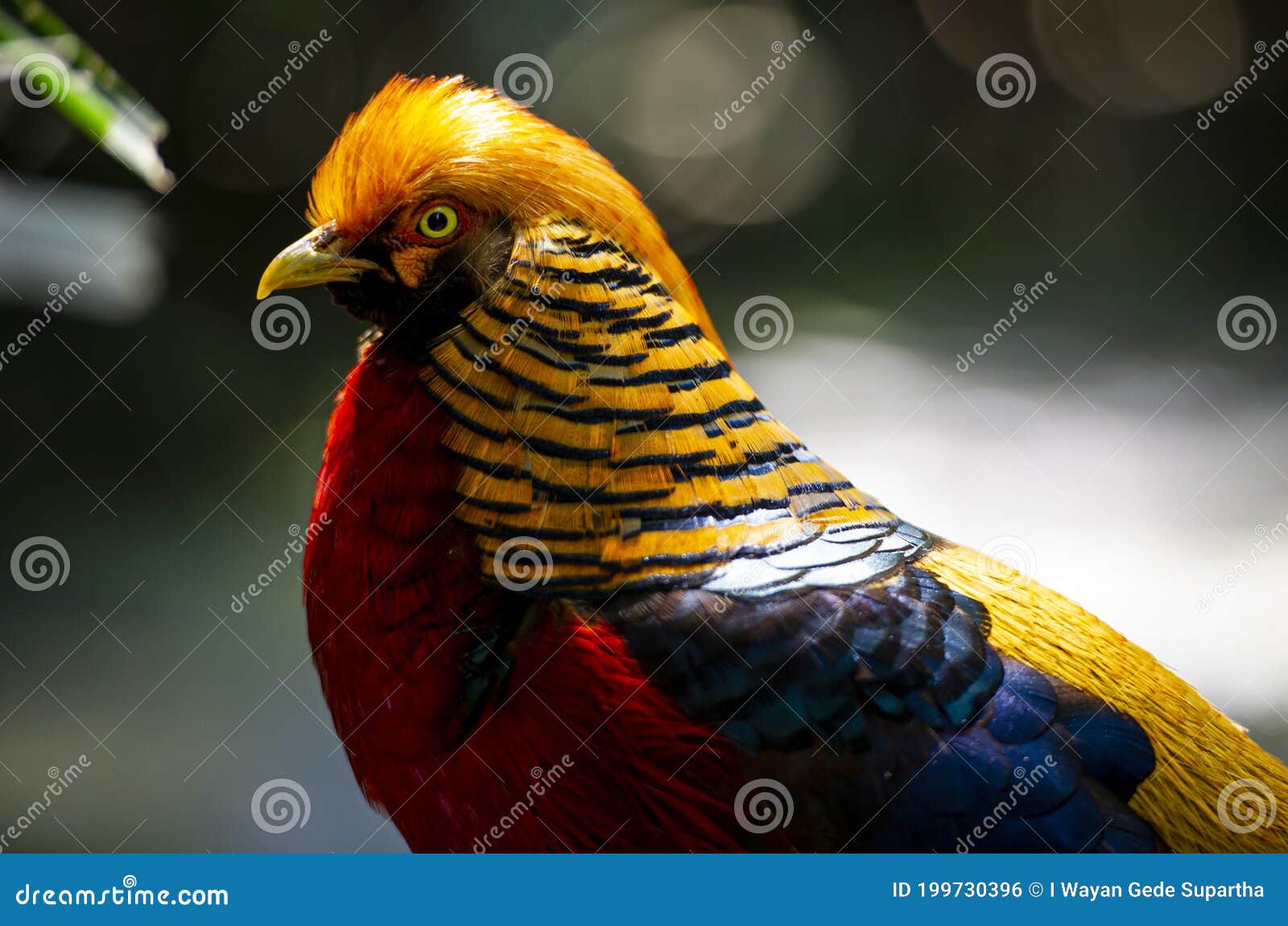 Red Golden Pheasant stock photo. Image of bird, animals - 199730396