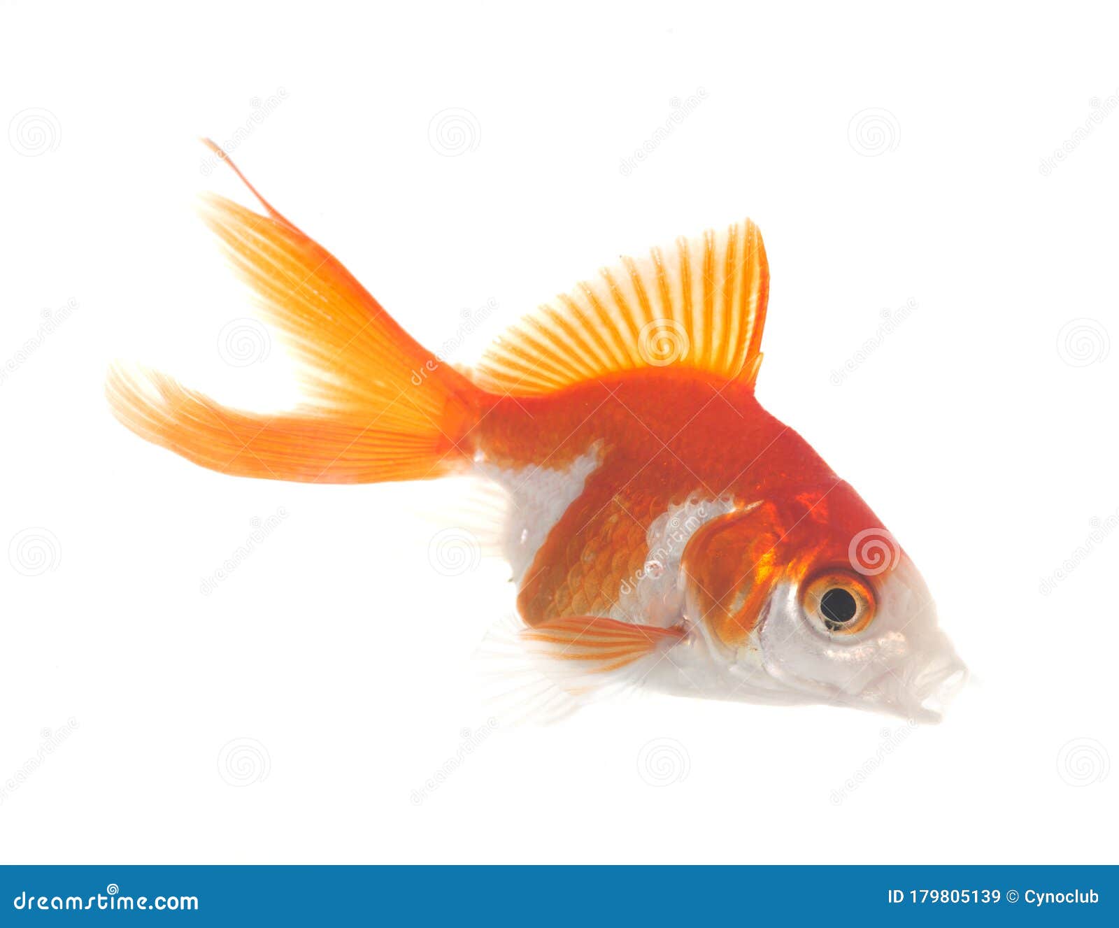Goldfish In Aquarium Royalty-Free Stock Photography | CartoonDealer.com ...