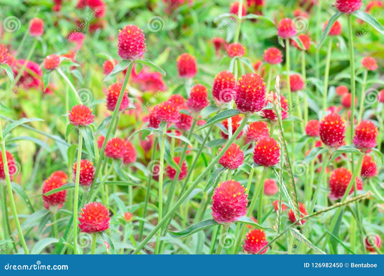 Red Gomphrena Globosa Flowers in the Field Stock Photo - Image of bunch ...