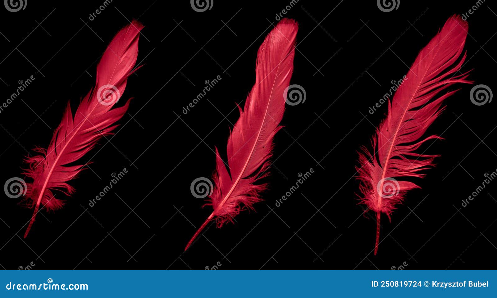 A Red Goose Feather on a Black Isolated Background Stock Photo - Image ...
