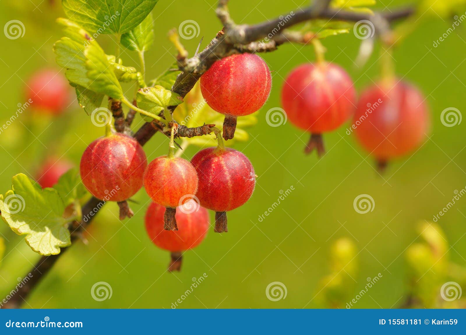 Red gooseberries stock image. Image of nature, landscape - 15581181