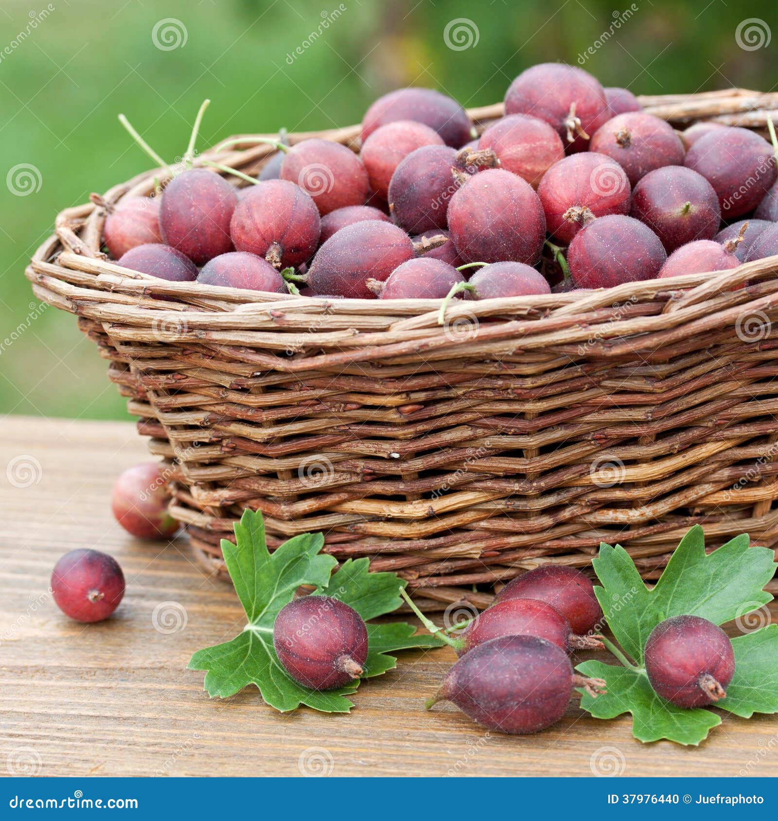 Red gooseberries stock photo. Image of seasonal, farm - 37976440