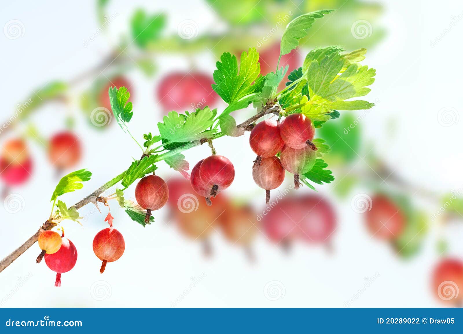 Red Gooseberries on the Branch Stock Photo - Image of harvest, flora ...