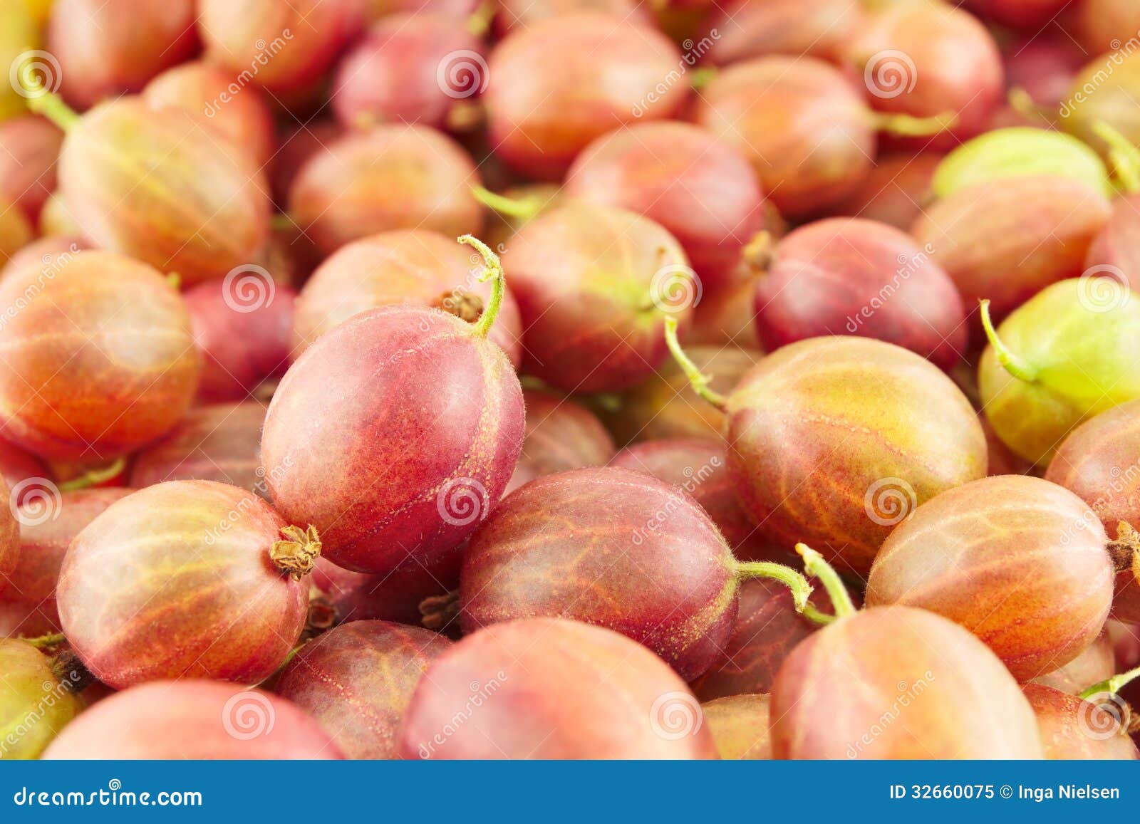 Red gooseberries stock image. Image of frame, macro, berries - 32660075