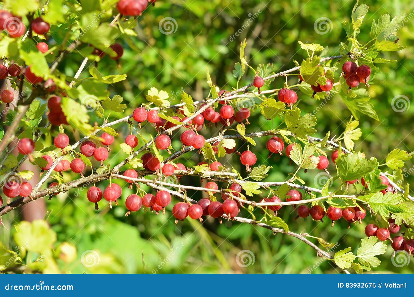Red gooseberries in garden stock photo. Image of ripening - 83932676