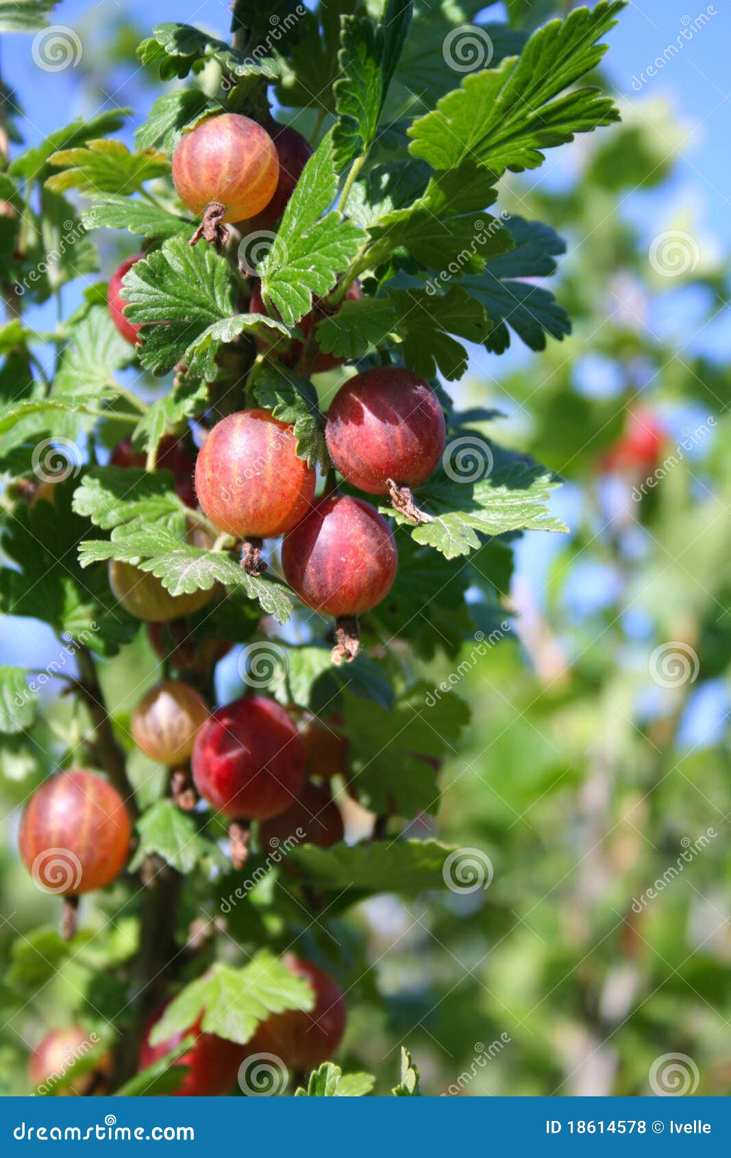 Red gooseberry stock photo. Image of berry, farm, harvesting - 18614578
