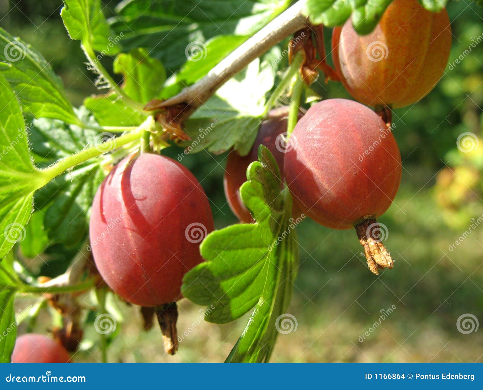 Red Gooseberry 2 stock photo. Image of tasty, fresh, berries - 1166864