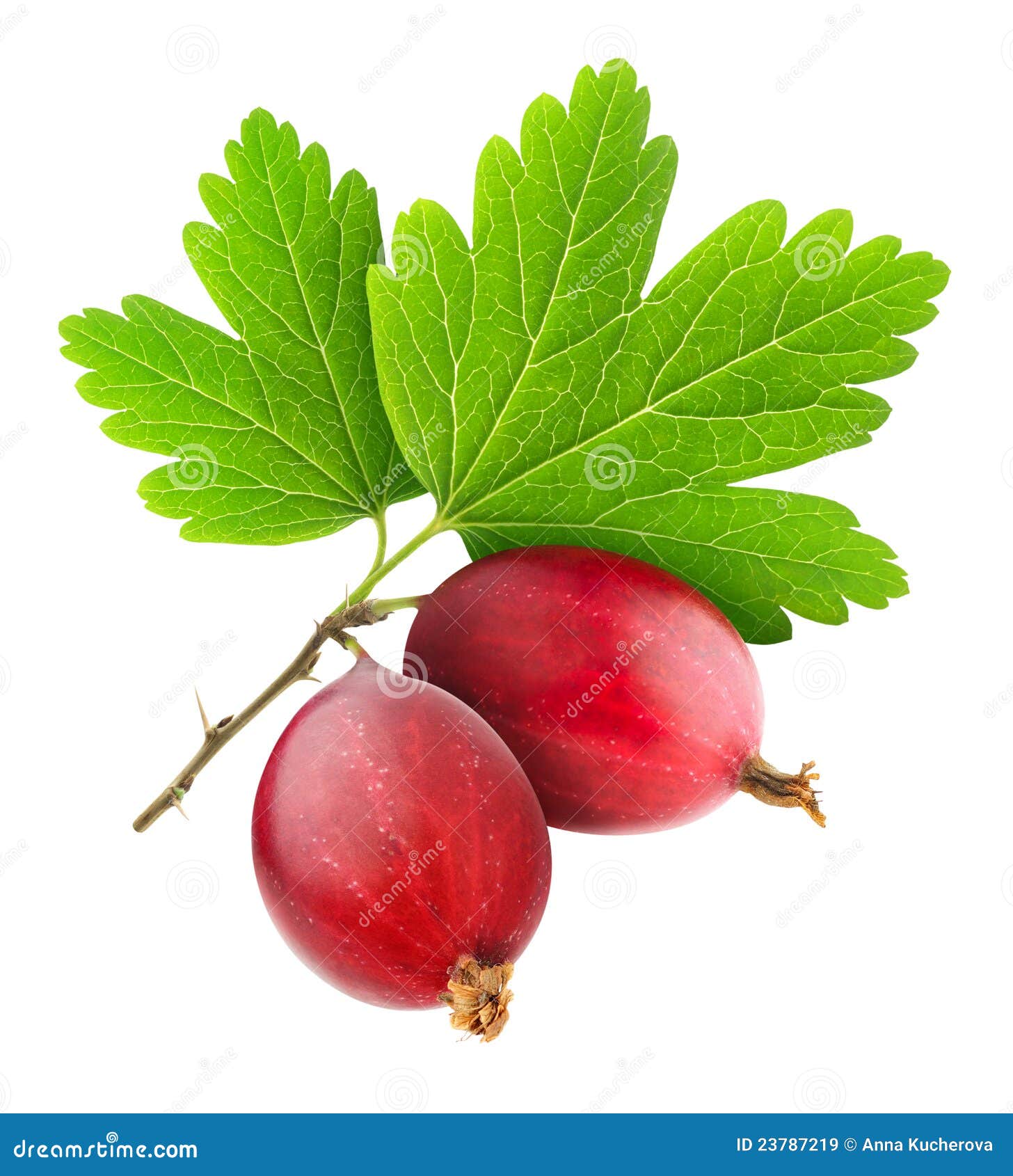 Red gooseberry stock image. Image of closeup, fresh, healthy - 23787219