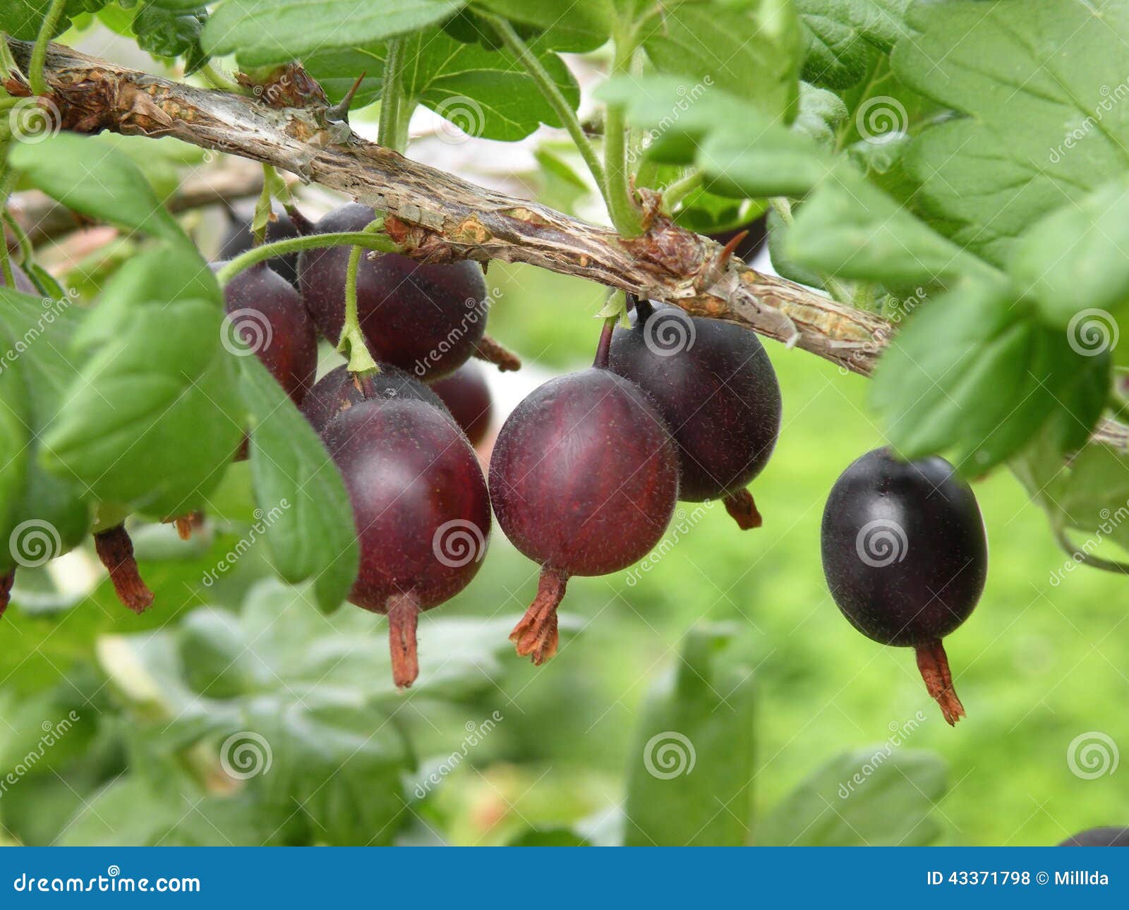 Red gooseberry stock photo. Image of lithuania, sweet - 43371798