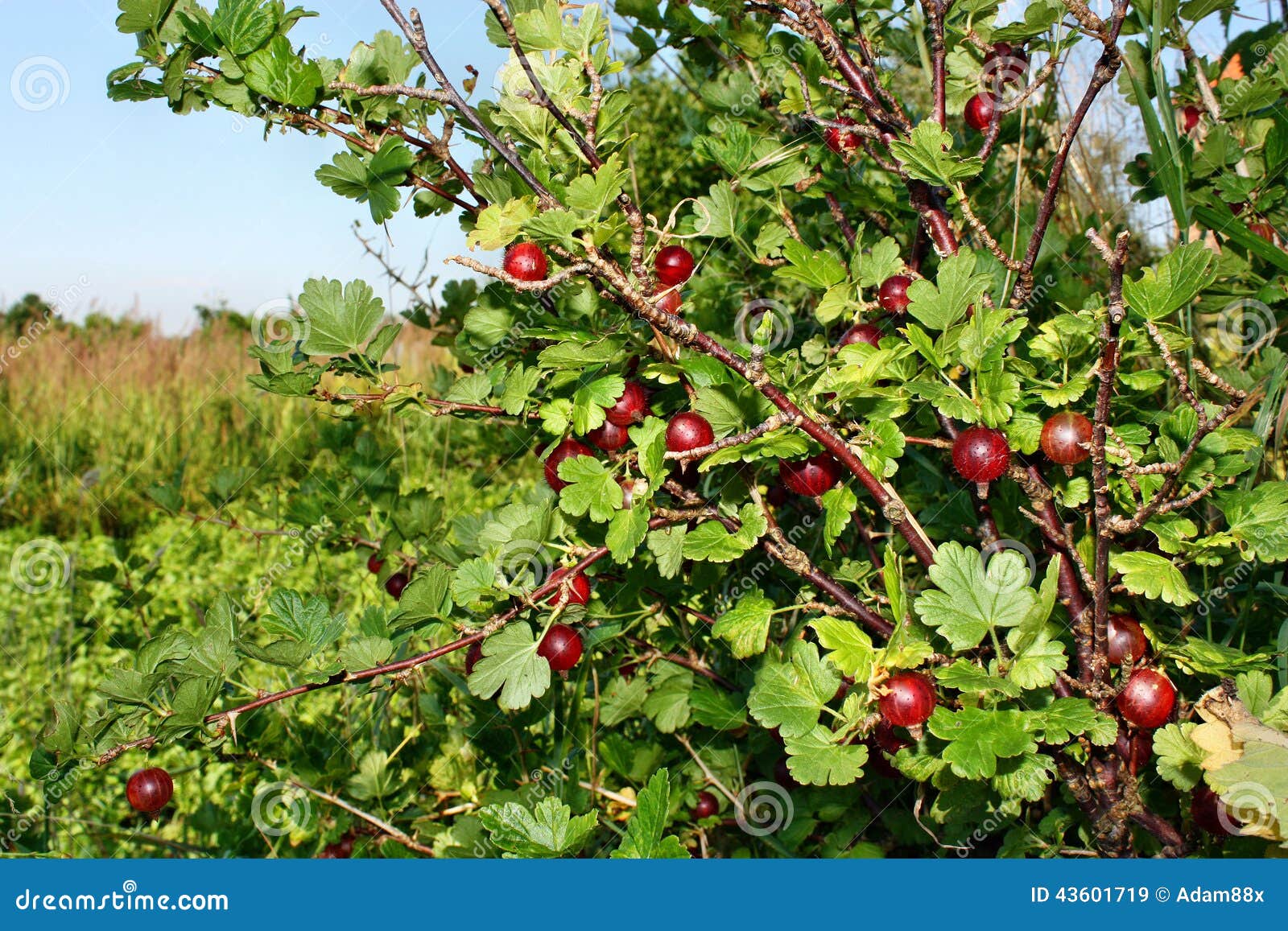 Red gooseberry stock image. Image of farming, harvest - 43601719