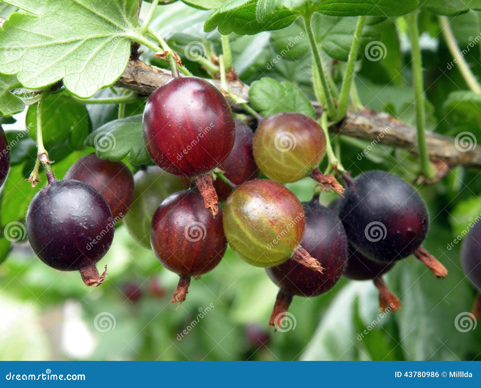 Red gooseberry stock photo. Image of gooseberry, leaf - 43780986
