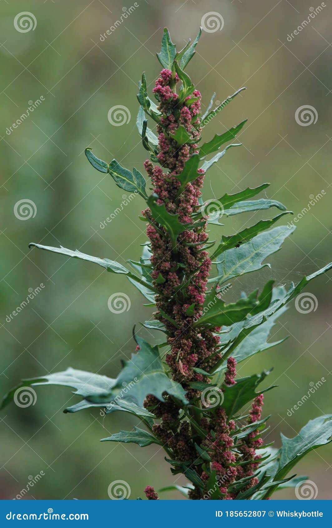 Red Goosefoot stock image. Image of flower, nature, chenopodiaceae ...