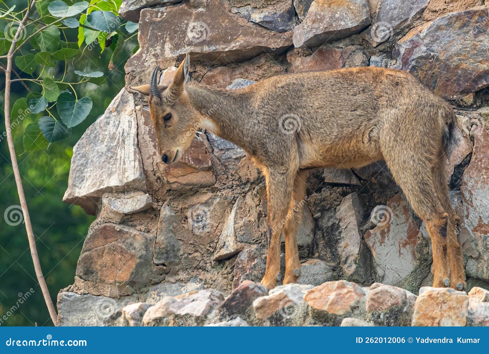A Red Goral on a Wall before Jumping Stock Photo - Image of wildlife ...