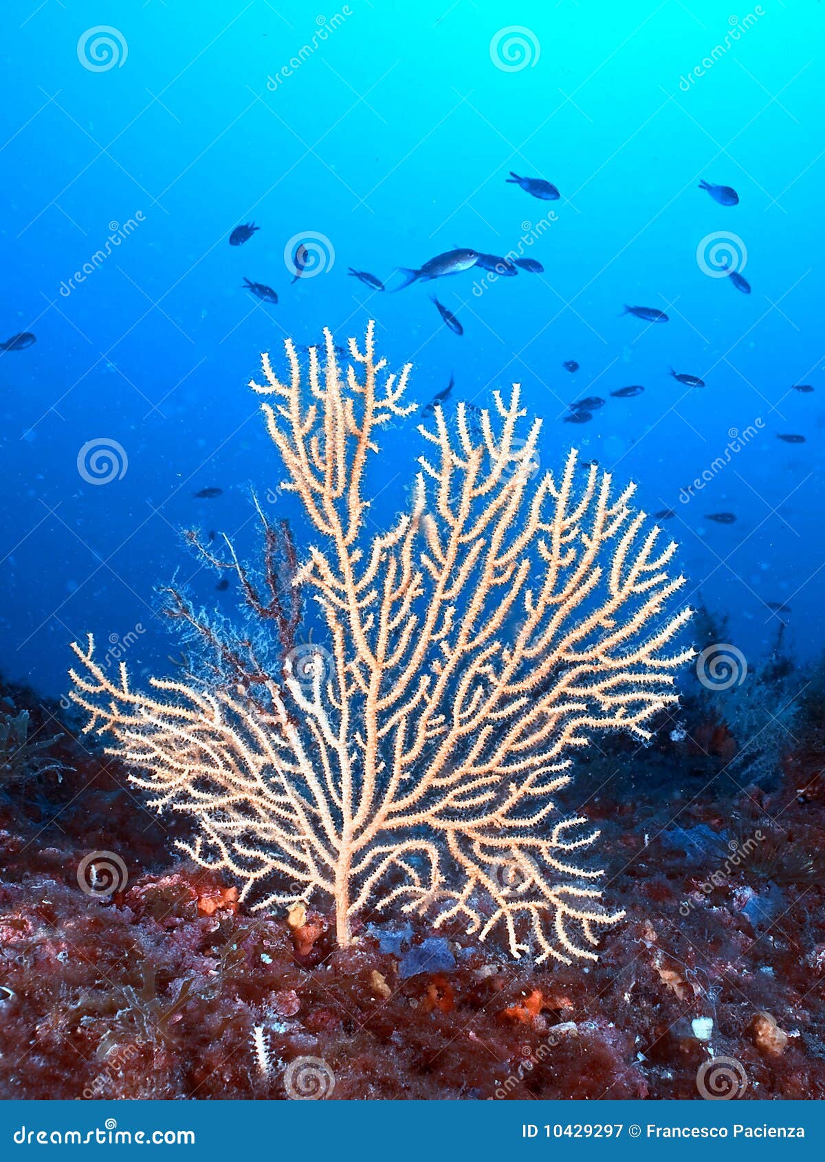 Red Gorgonian stock image. Image of life, forest, ambient - 10429297