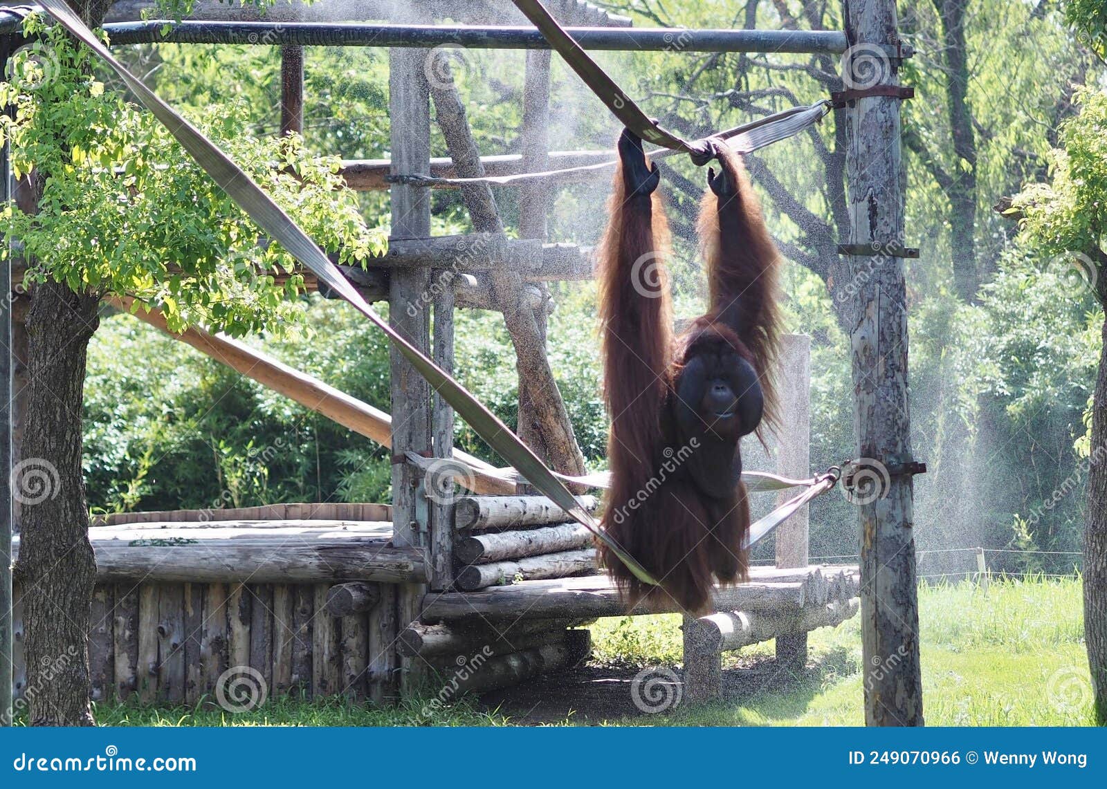 Red gorilla stock photo. Image of primate, animal, monkey - 249070966