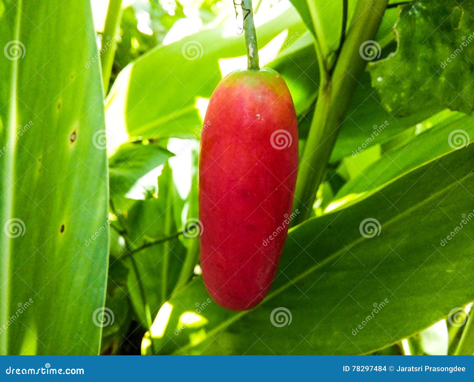 Red Gourd Fruit with Green Leaves Background Stock Photo - Image of ...
