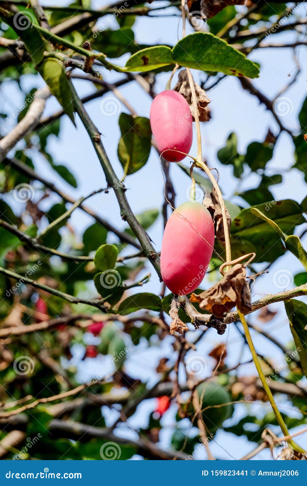 Lvy Gourd Fruit Look Like Watermelon Stock Photography | CartoonDealer ...