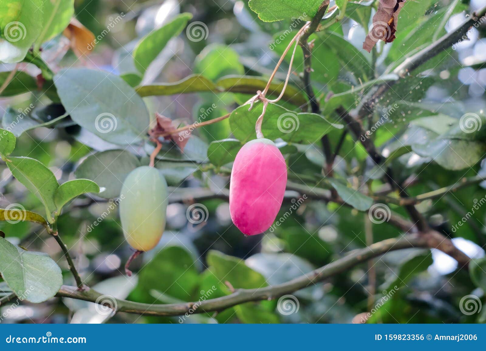 Red Gourd fruit on tree stock photo. Image of grandis - 159823356