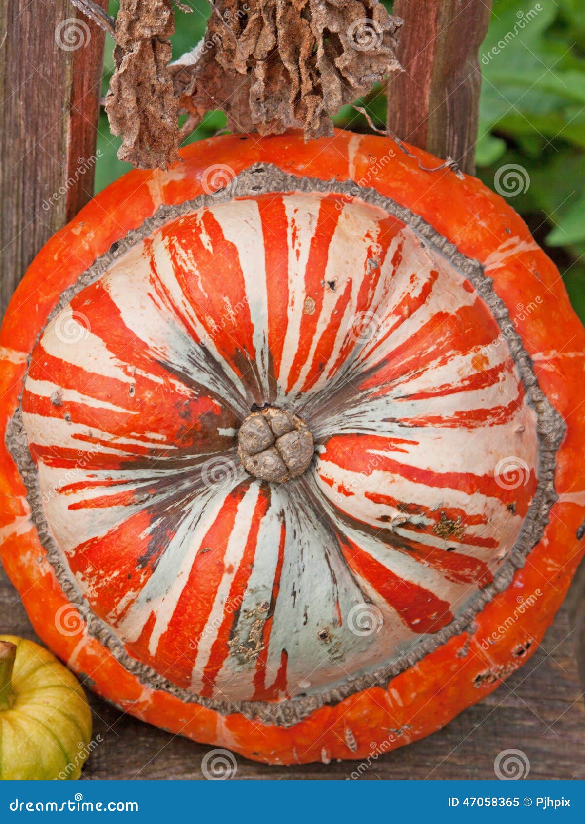 Red gourd stock image. Image of fall, pumpkin, crop, harvesting - 47058365