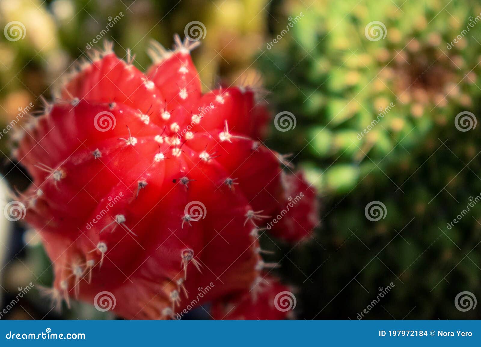 Red Graft Cactus with Very Sharp Spines Stock Photo - Image of ...