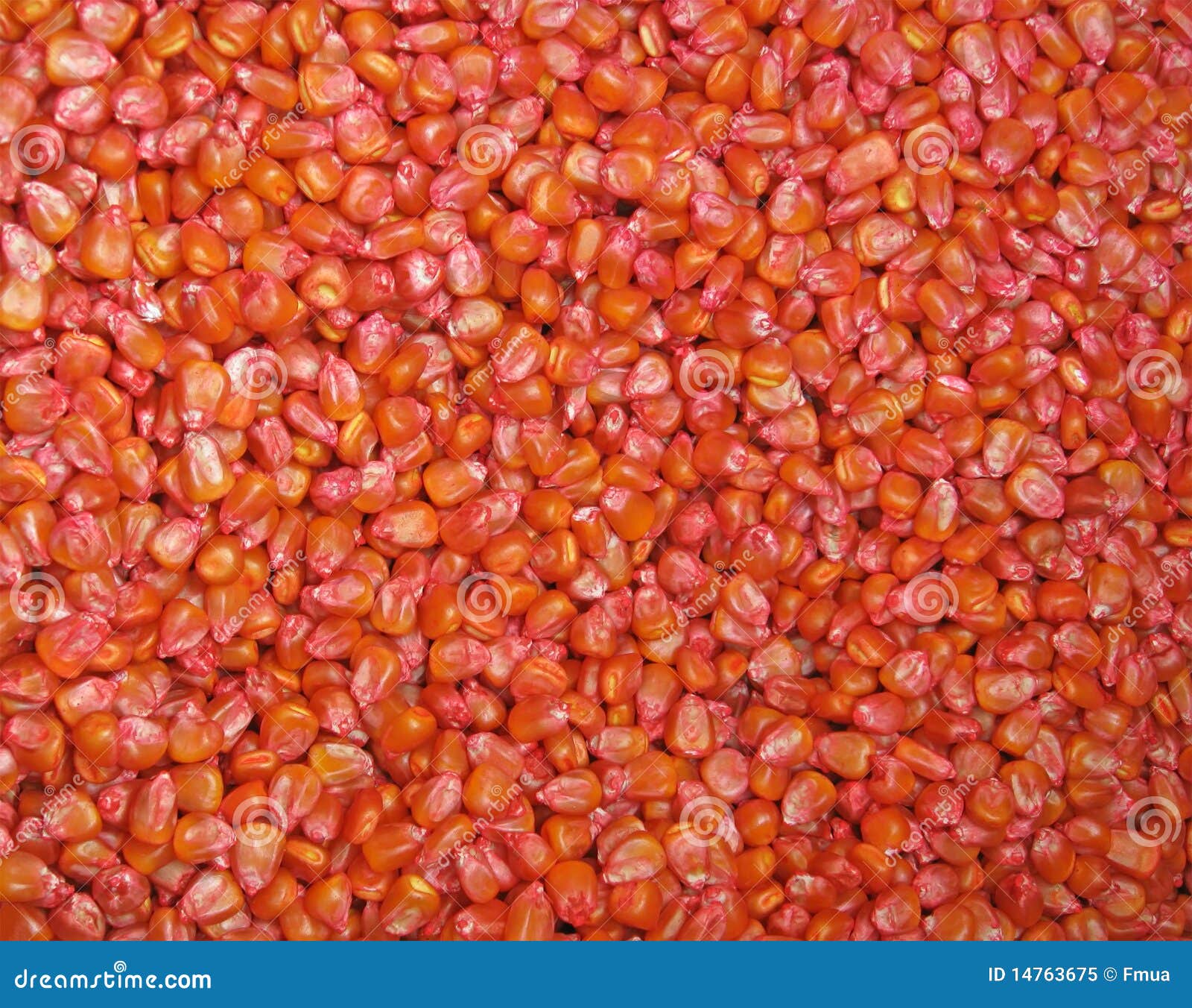 Corn Seeds, Red, Orange, Yellow Color Grain Pile Closeup, Organic ...