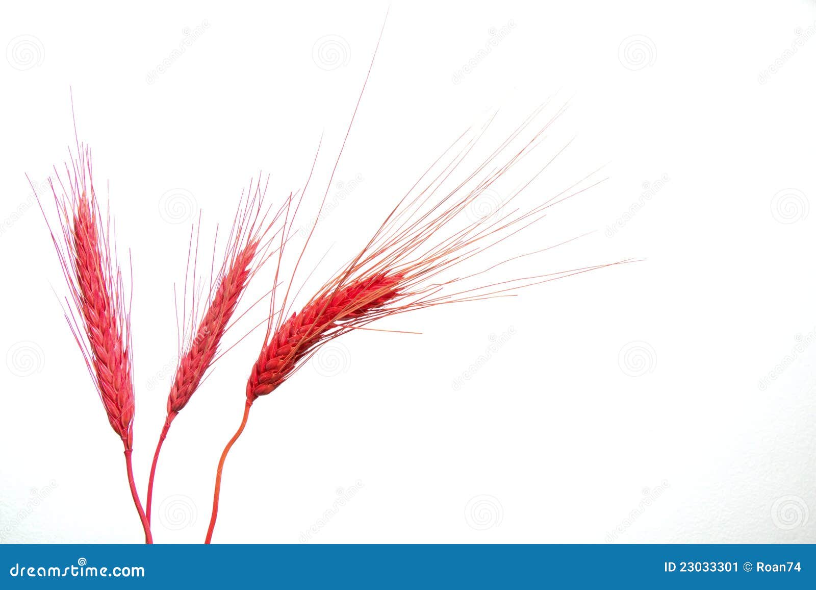Red grain spike stock image. Image of species, stalk - 23033301