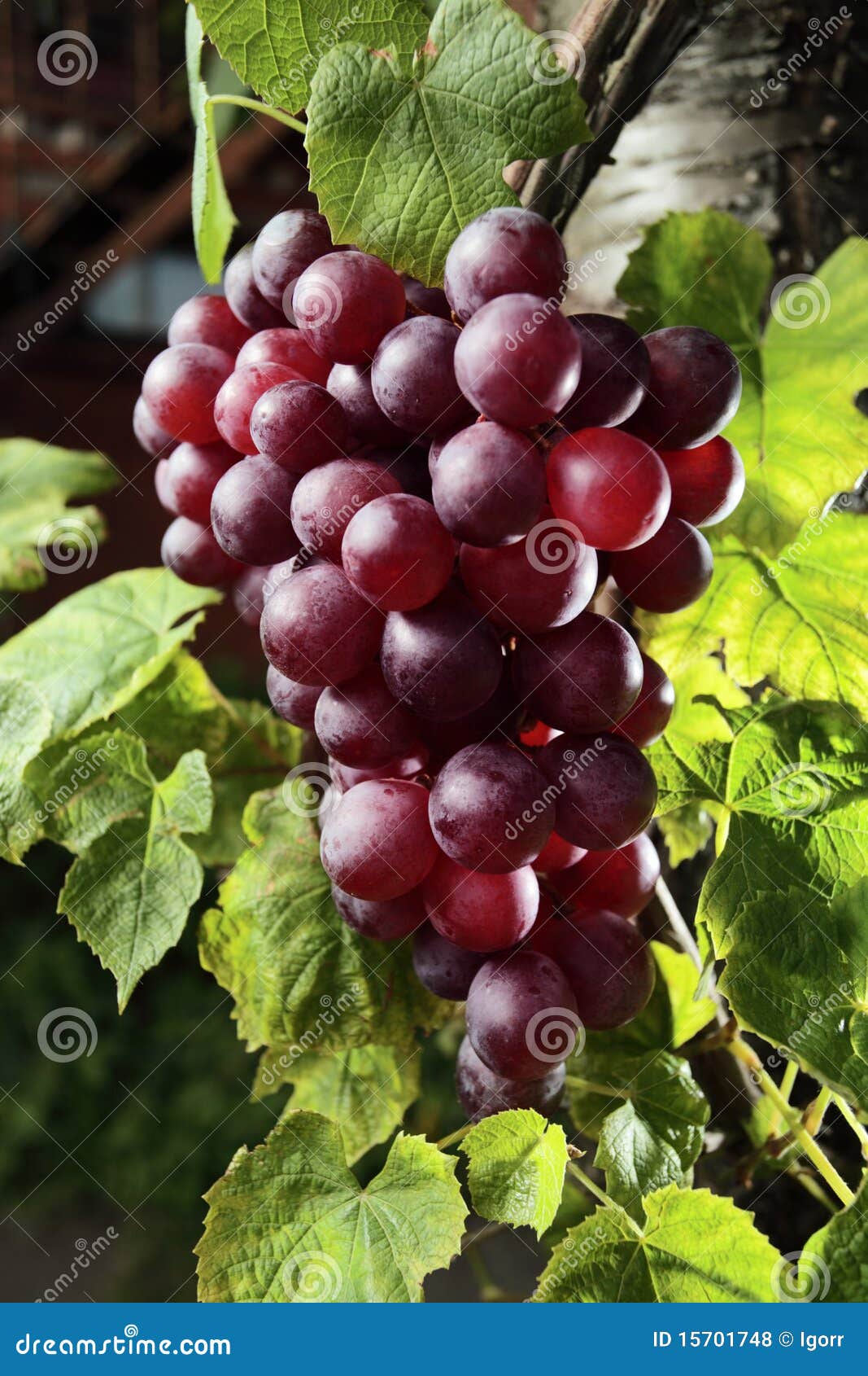 Red grape stock photo. Image of leaf, vineyard, season - 15701748