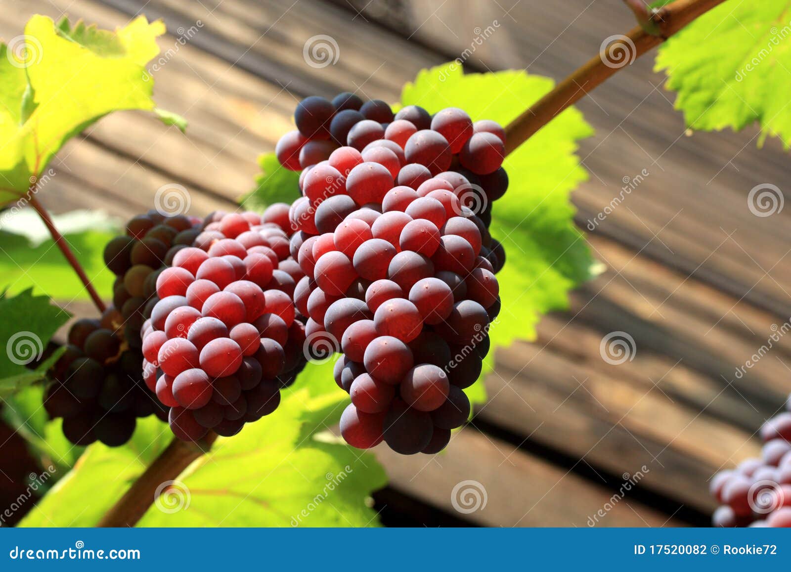 Red grape bunch stock photo. Image of bunch, healthy - 17520082