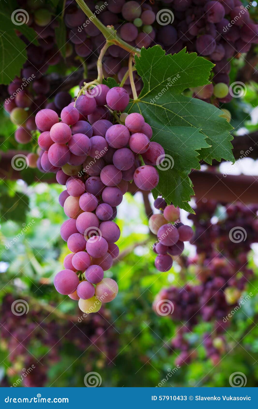 Red grape stock image. Image of food, color, table, nature - 57910433