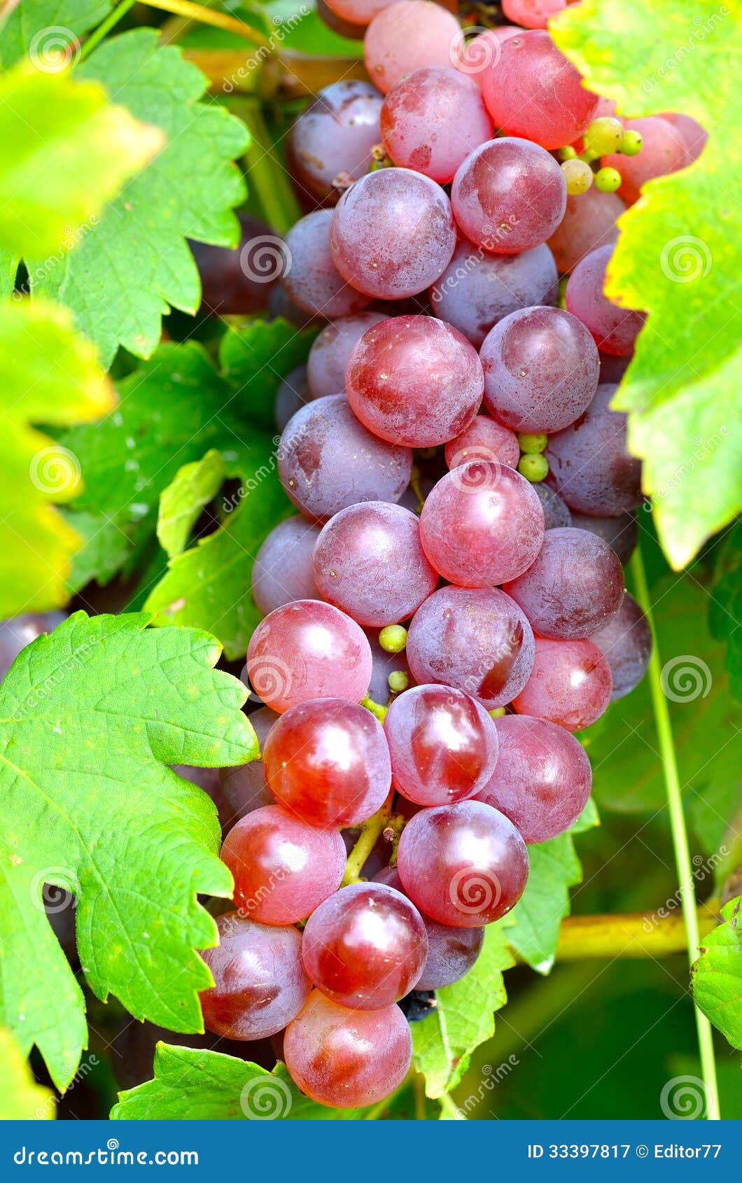 Red grape closeup stock image. Image of freshness, summer - 33397817