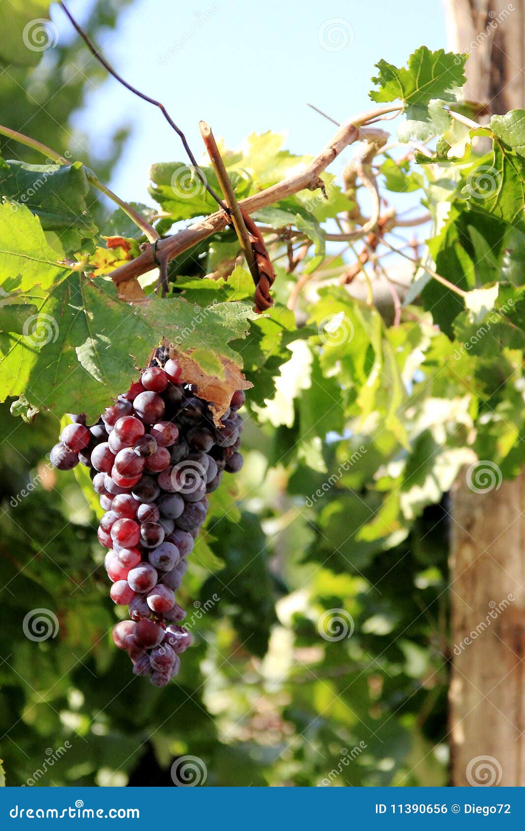 Red grape cluster stock photo. Image of genuine, wood - 11390656