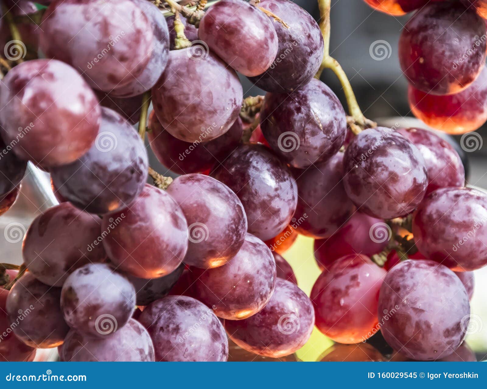 Red Grape Clusters stock image. Image of health, farm - 160029545