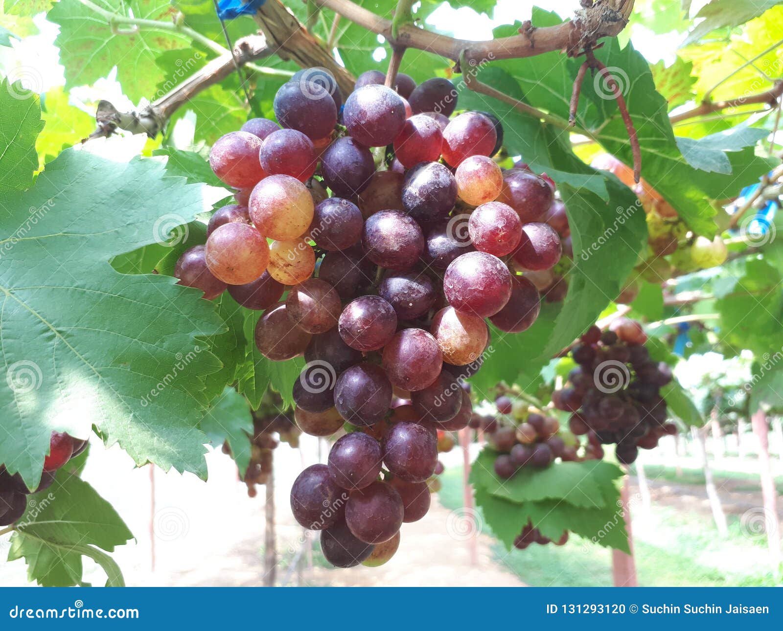 Red grape stock photo. Image of farm, greengrapes, vines - 131293120