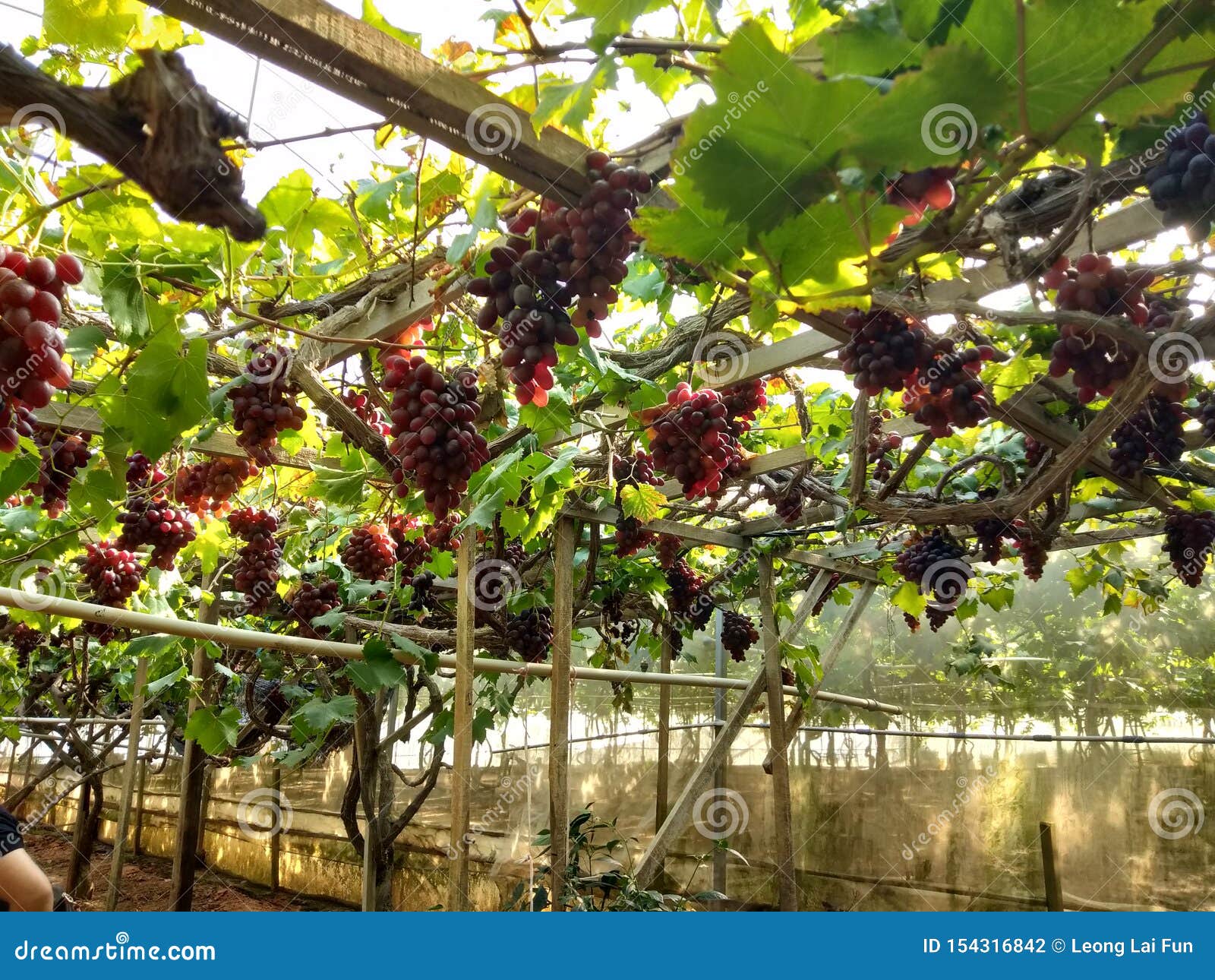 Red Grape Farm stock photo. Image of wine, farm, sunlight - 154316842