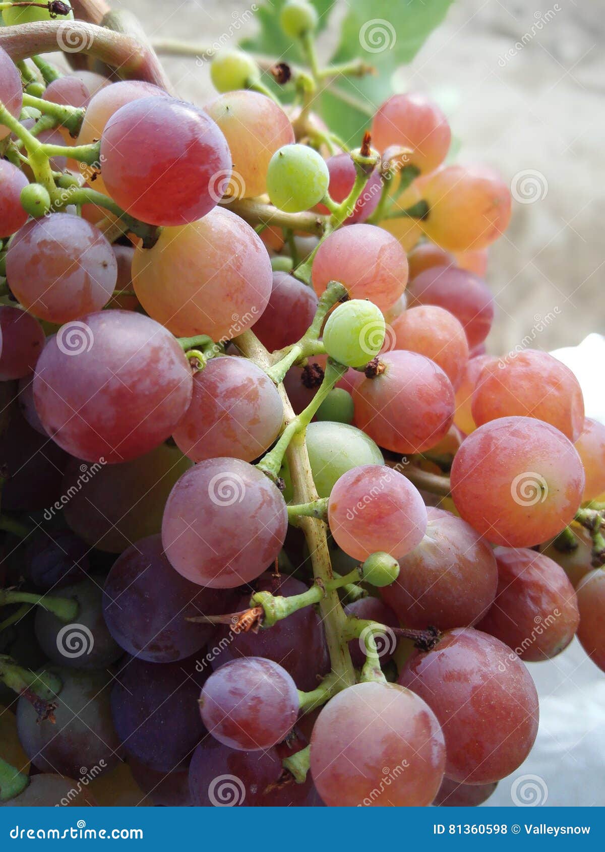 Red grape stock photo. Image of details, drink, grow - 81360598