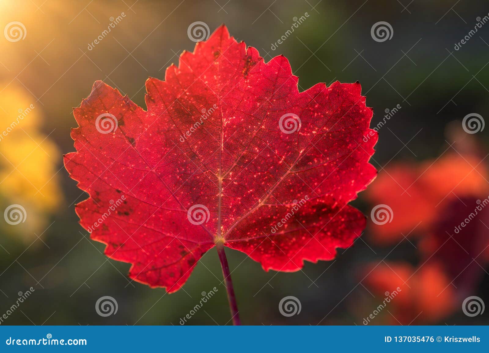 Red grape leaf stock photo. Image of green, light, grape - 137035476