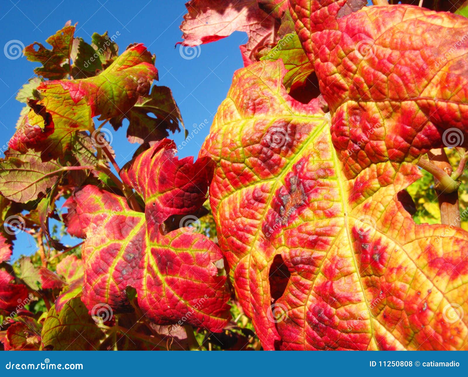 Red grape leaves stock photo. Image of agricultural, leaf - 11250808