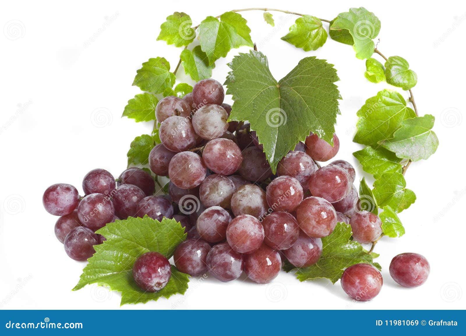 Red grape with leaves stock image. Image of nature, grape - 11981069