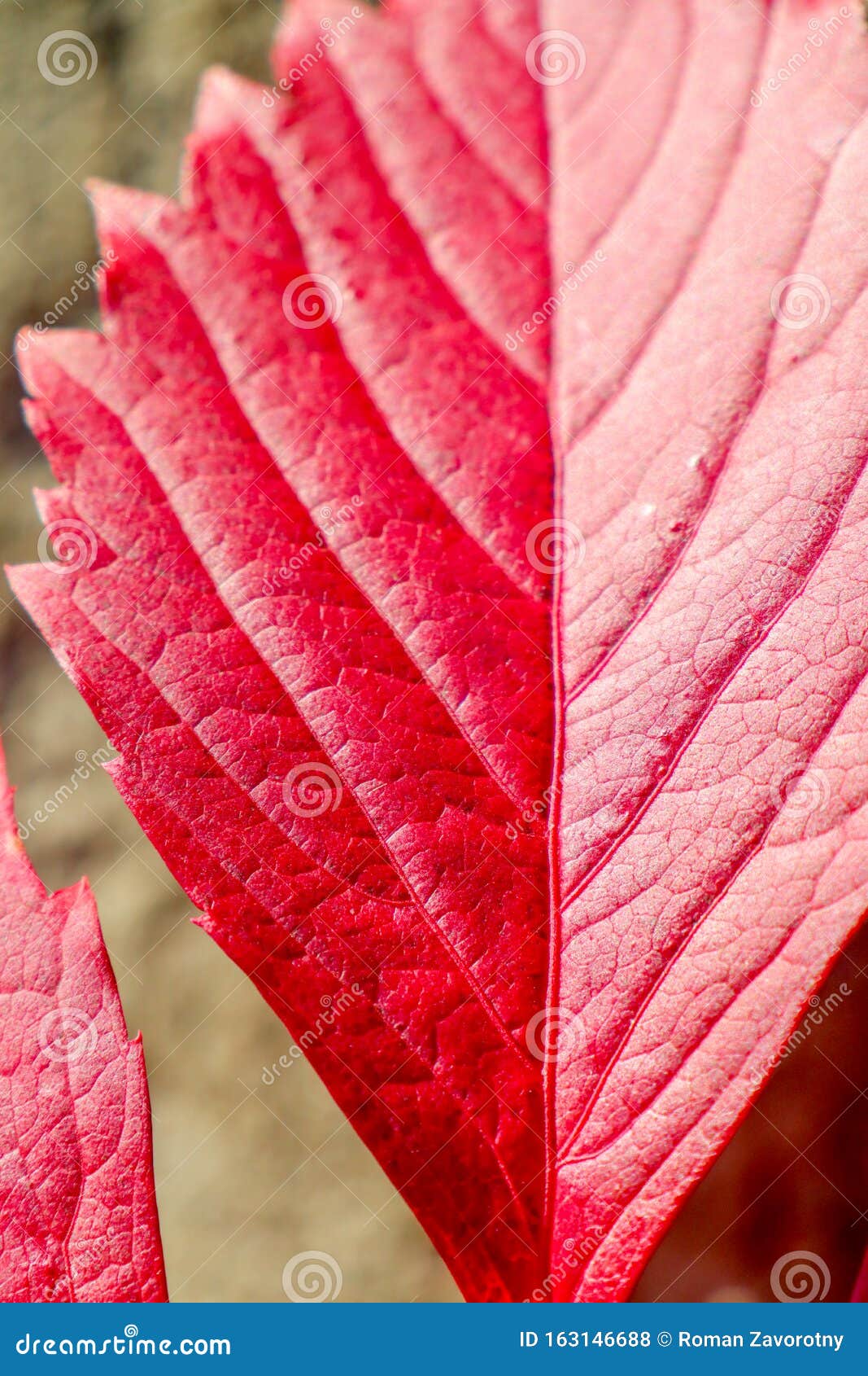 Red Grape Leaves on a Background Stock Photo - Image of branch, color ...