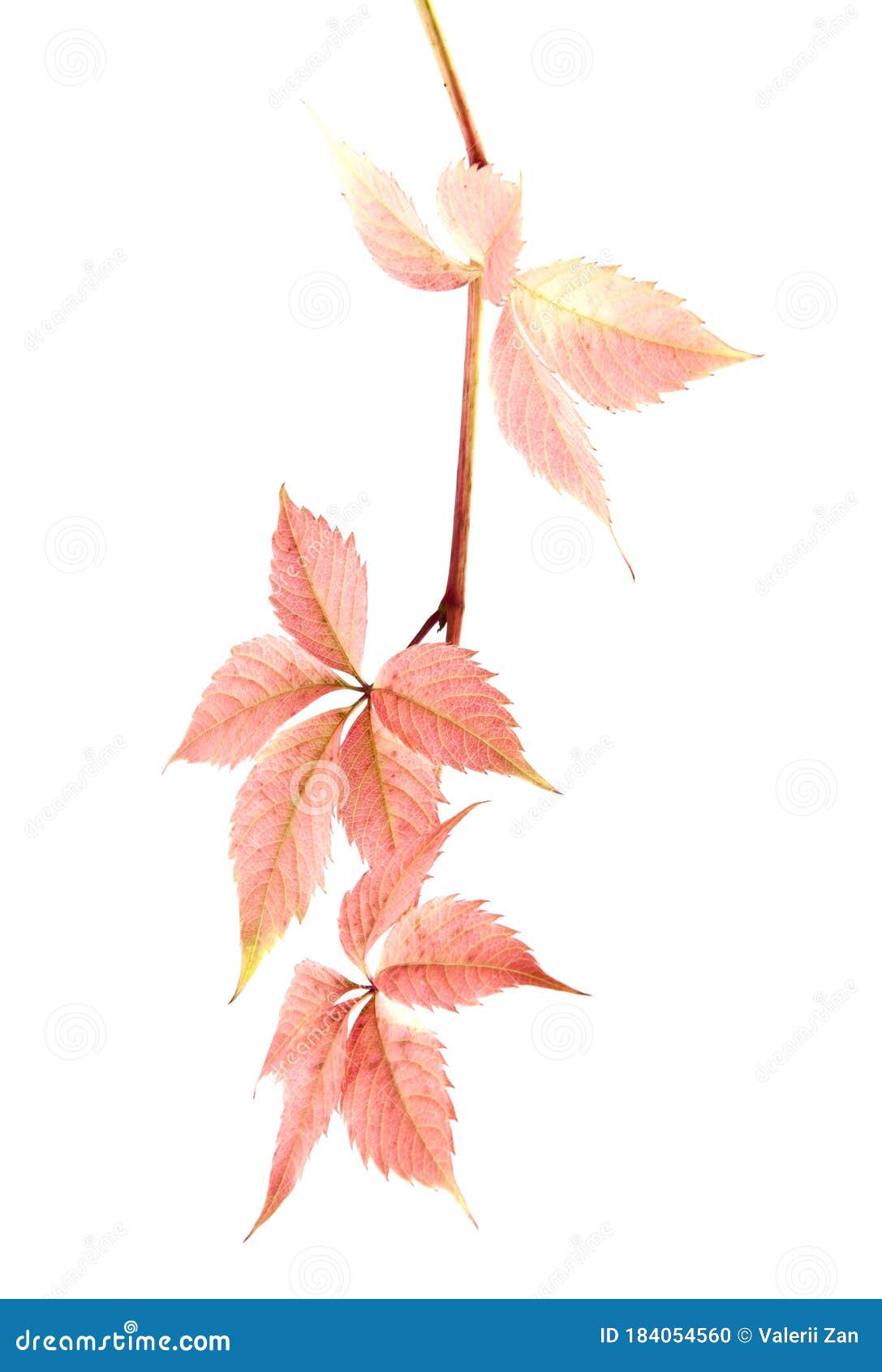 Red Grape Leaves Isolated on White Background Closeup Stock Photo ...