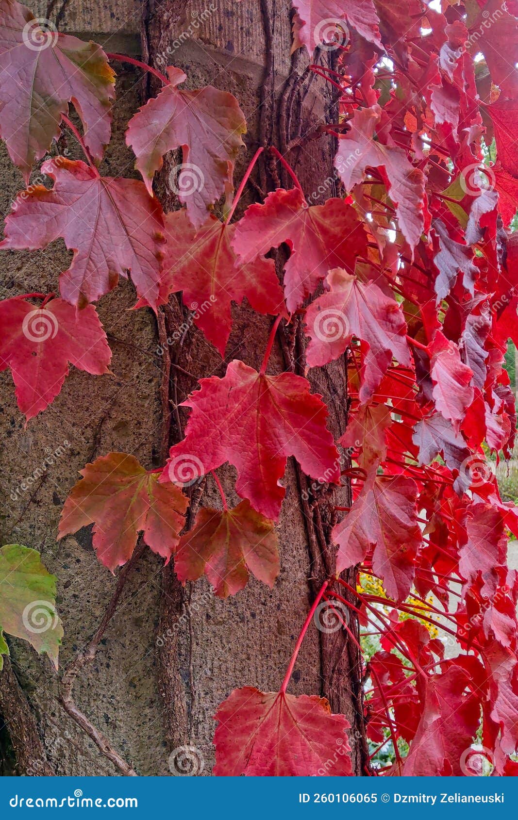 Red Grape Leaves Weave in the Park on a Concrete Structure. Stock Image ...