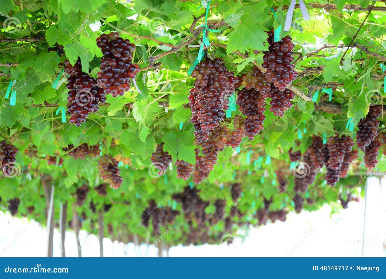Red grape stock image. Image of grapes, crop, harvest - 48149717