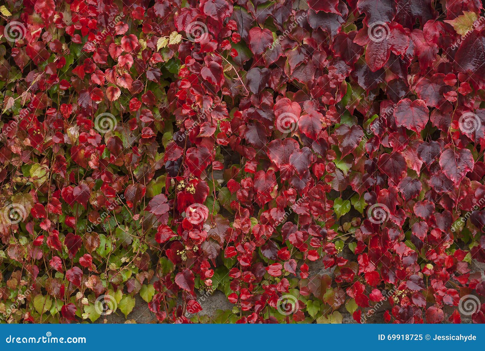 Red Grape Vine Stock Photo - Image: 69918725