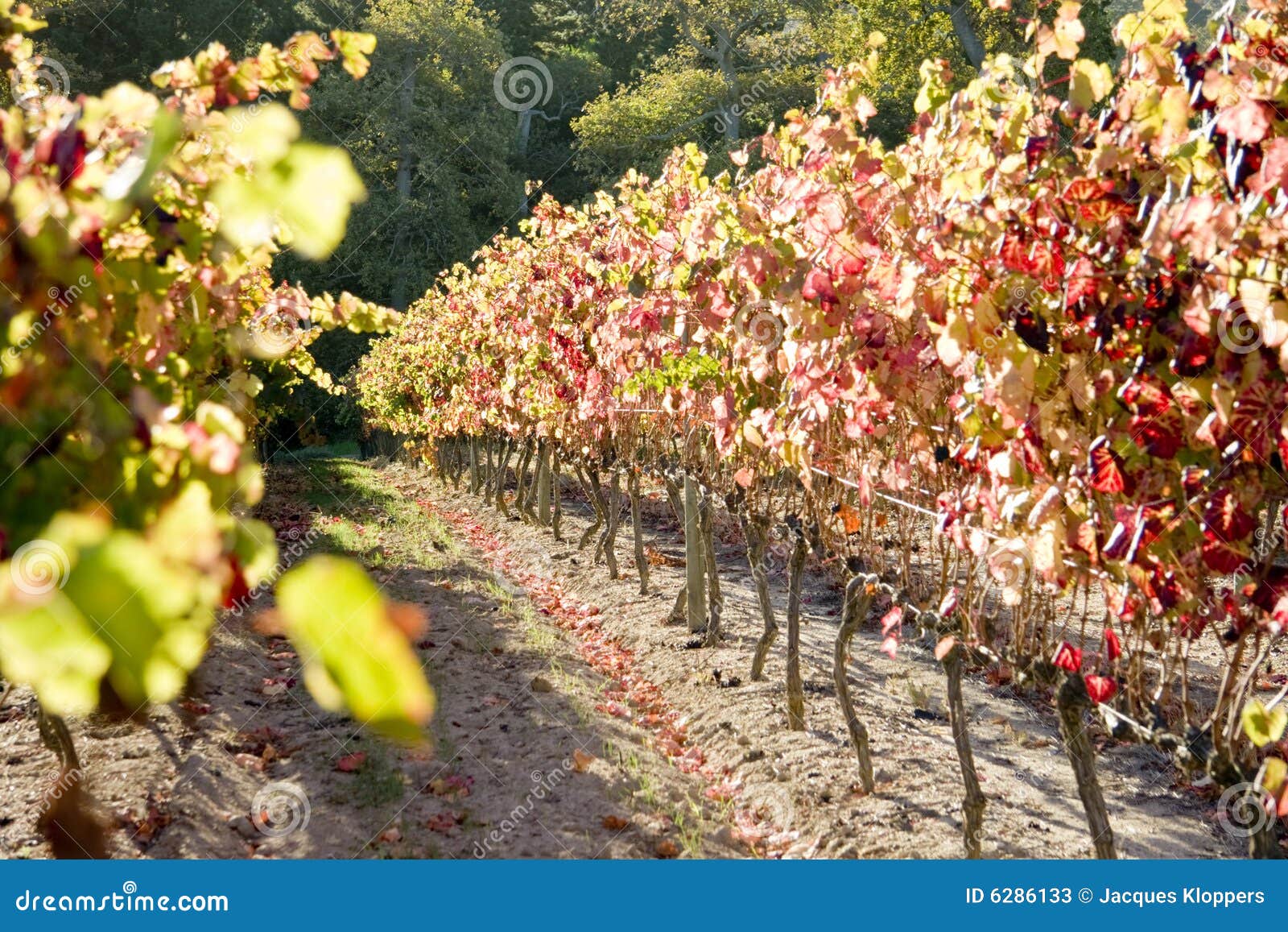 Red Grape Vineyard in Autumn Stock Image - Image of foliage, natural ...