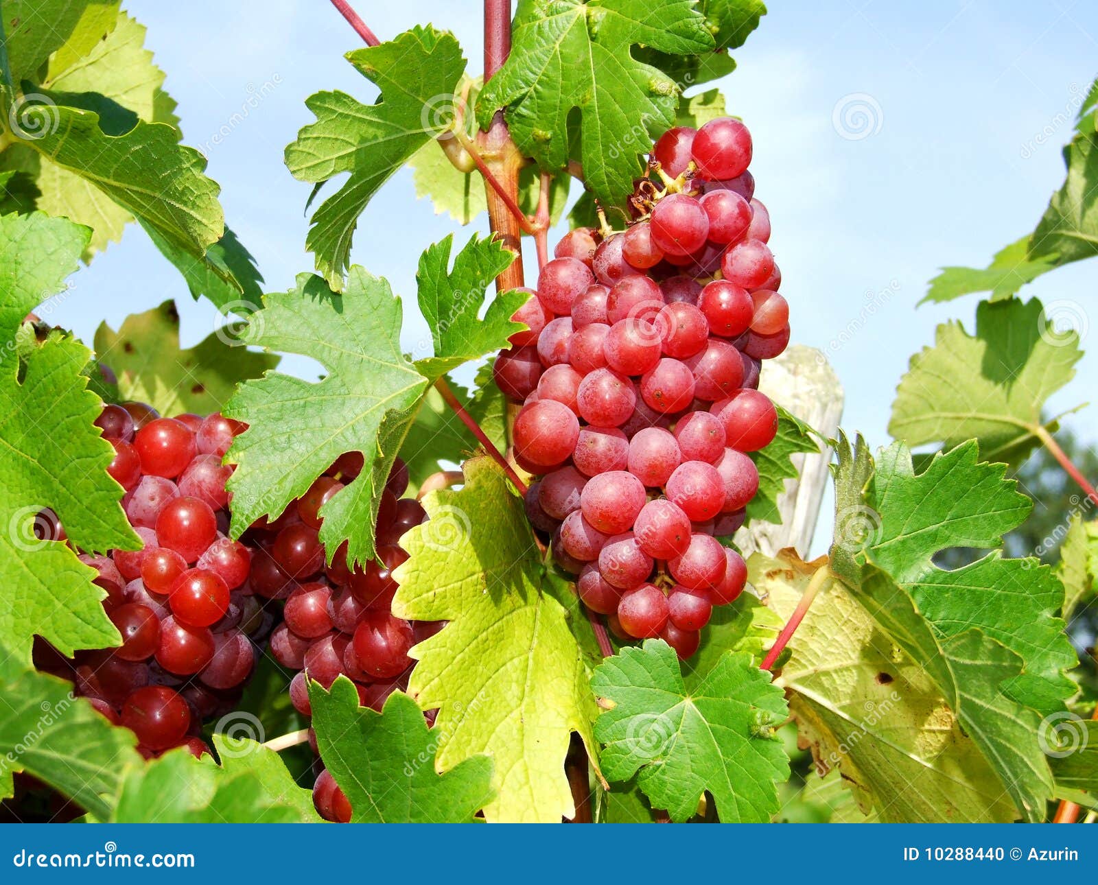 Red grapes stock photo. Image of grapes, grape, autumn - 10288440