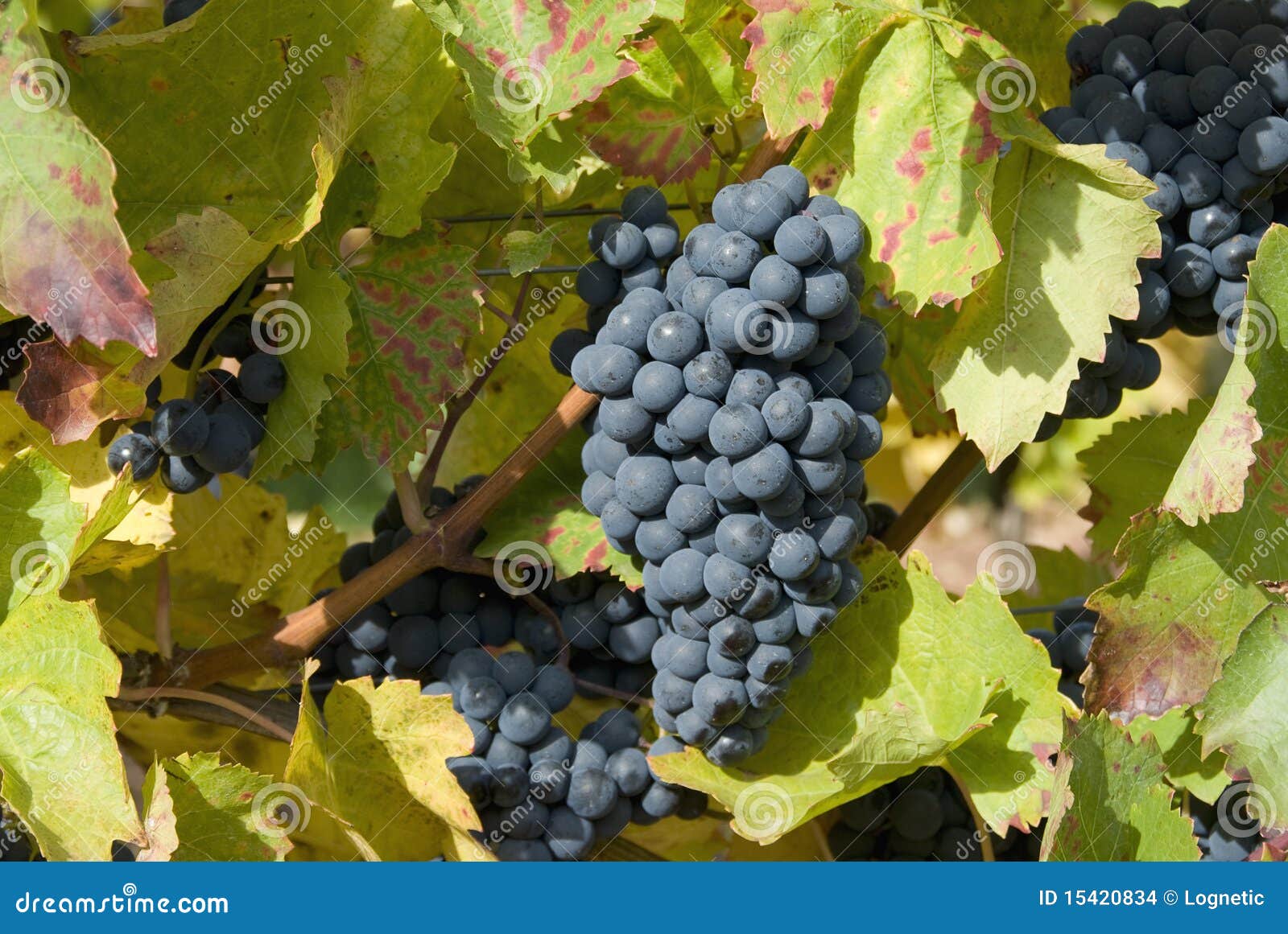 Red grapes stock photo. Image of healthy, fruit, color - 15420834