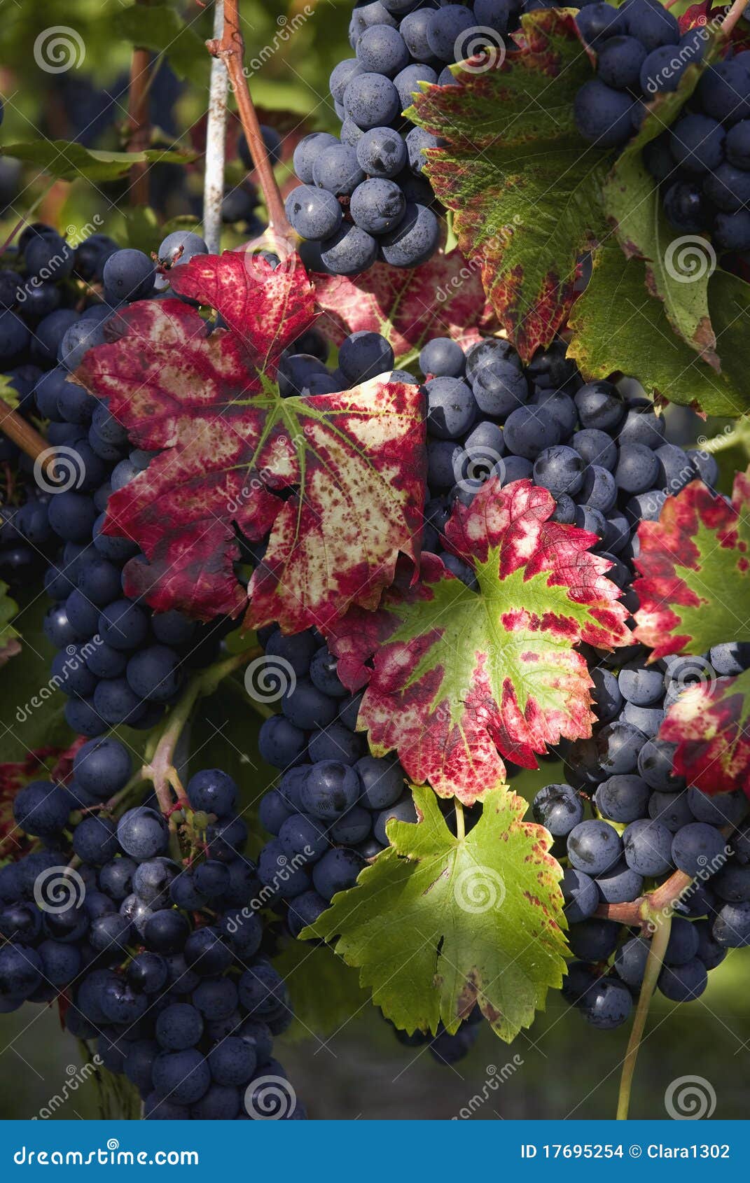 Red grapes stock photo. Image of colored, harvest, vineyard - 17695254